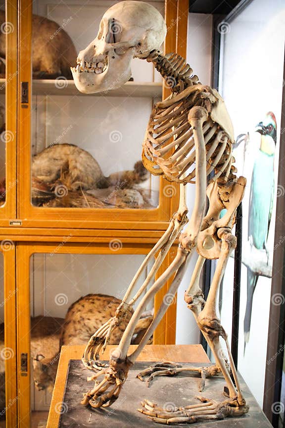 Monkey Skeleton Stand on a Table. Stock Photo - Image of wildlife ...