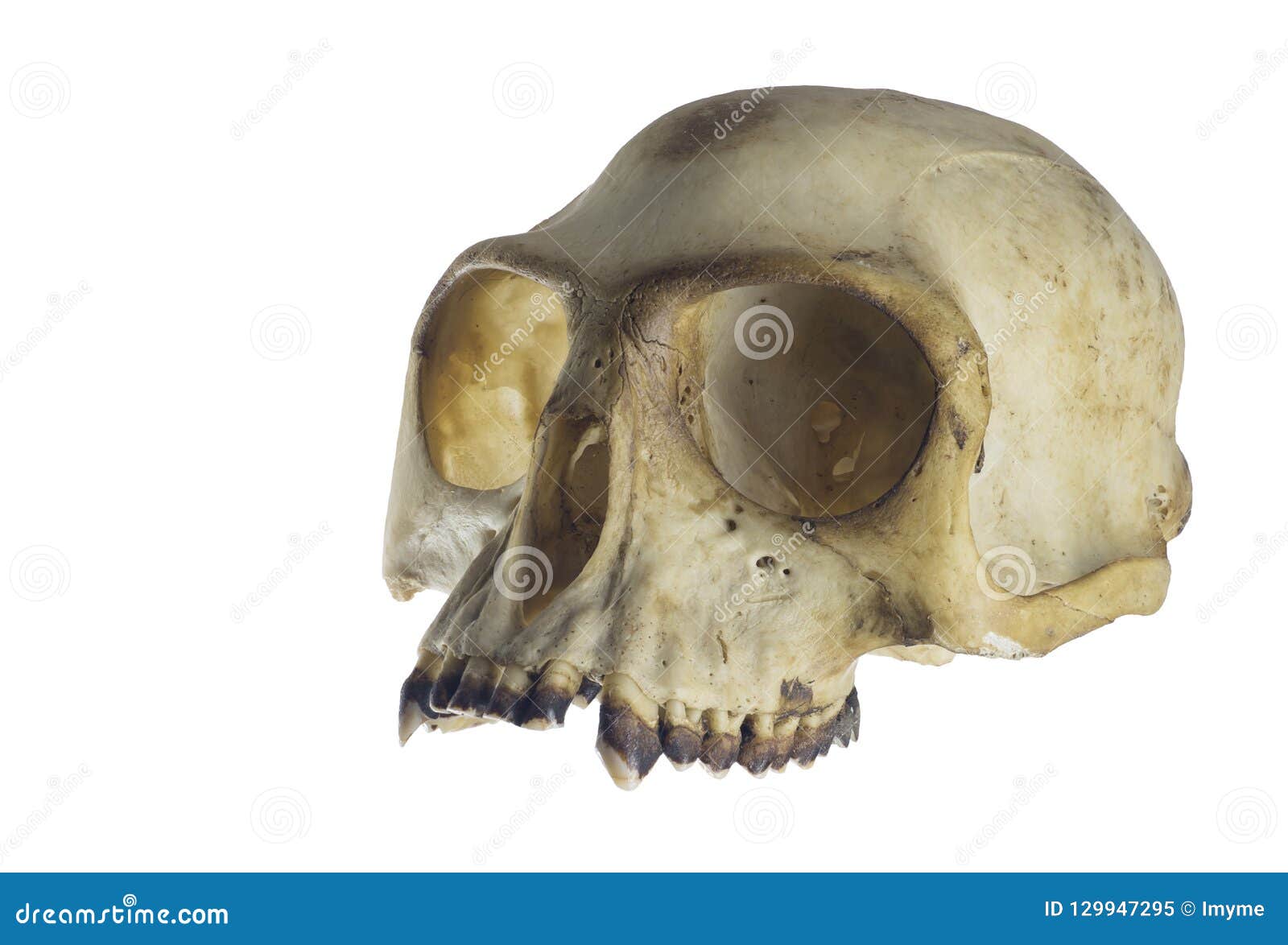 Monkey Skull Stock Photo | CartoonDealer.com #13096596