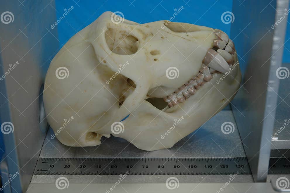 Monkey skull measured 2 stock photo. Image of skull, chimp - 419018