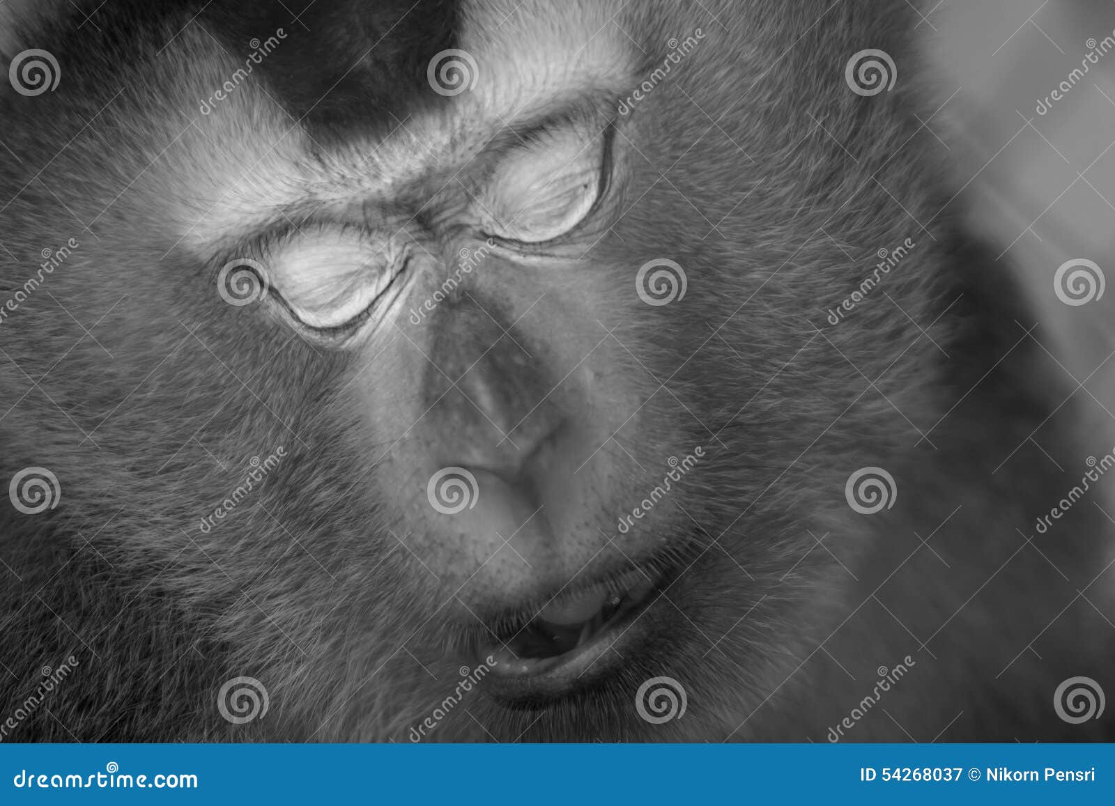 Monkey stock image. Image of chimpanzee, despair, depression - 54268037