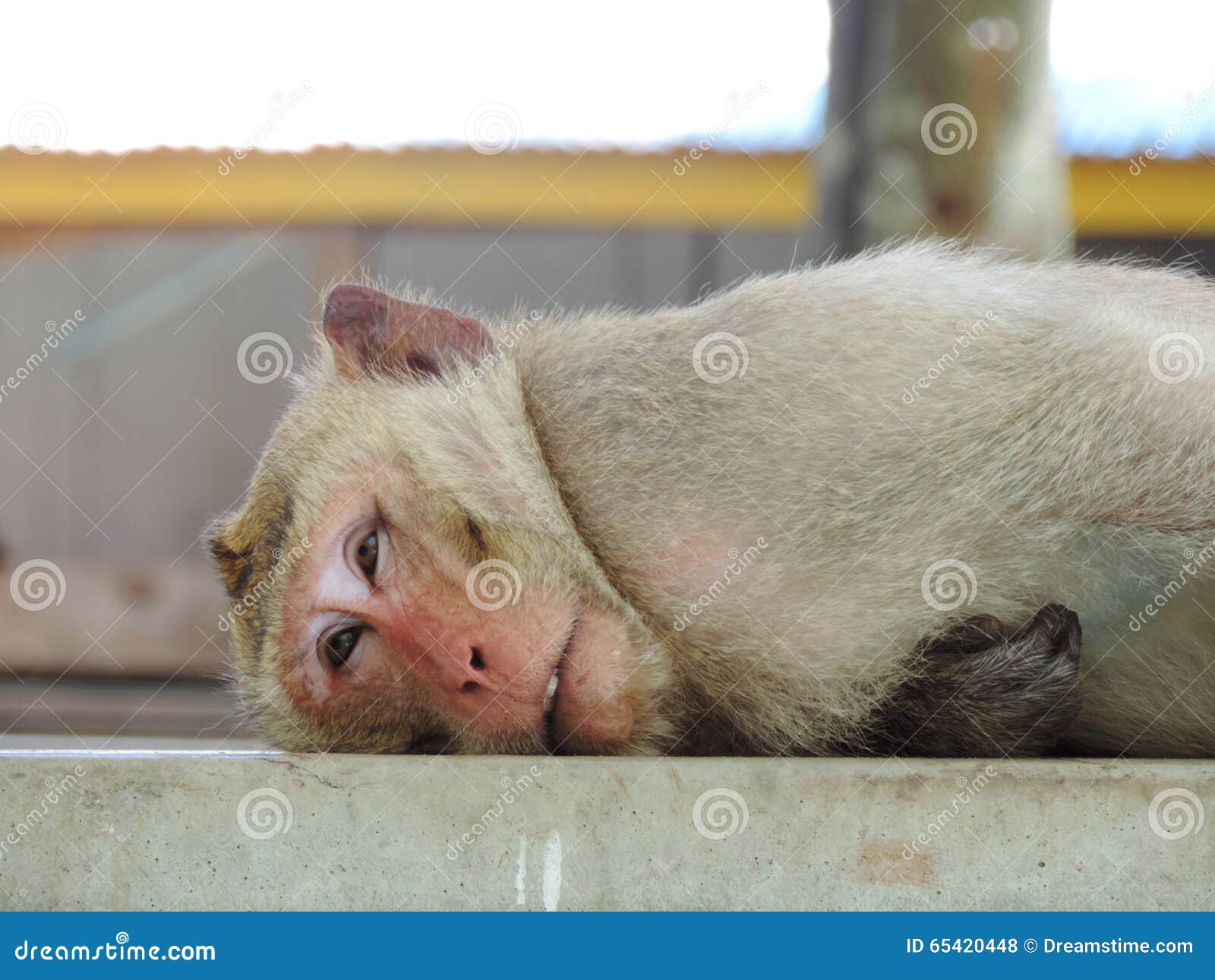 Monkey sleep on the floor. stock photo. Image of face - 65420448