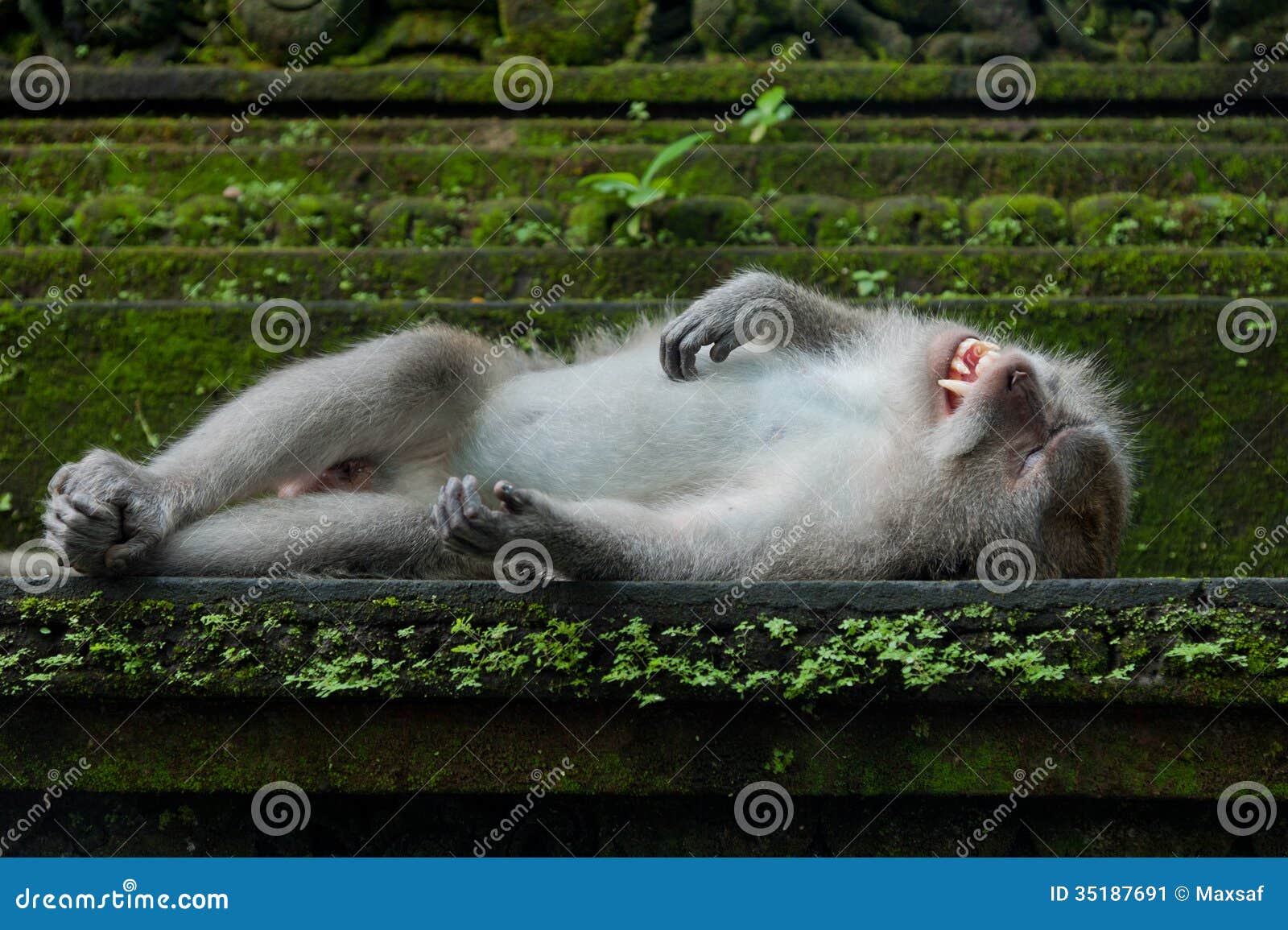 Monkey sleep on the stone stock image. Image of animal - 35187691