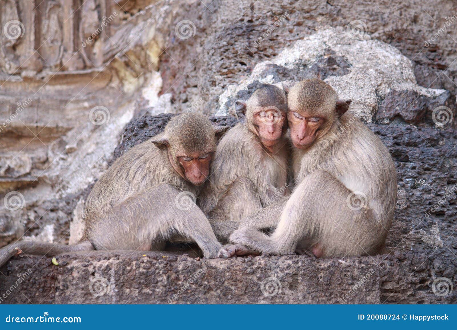 Monkey sleeping stock photo. Image of primate, three - 20080724