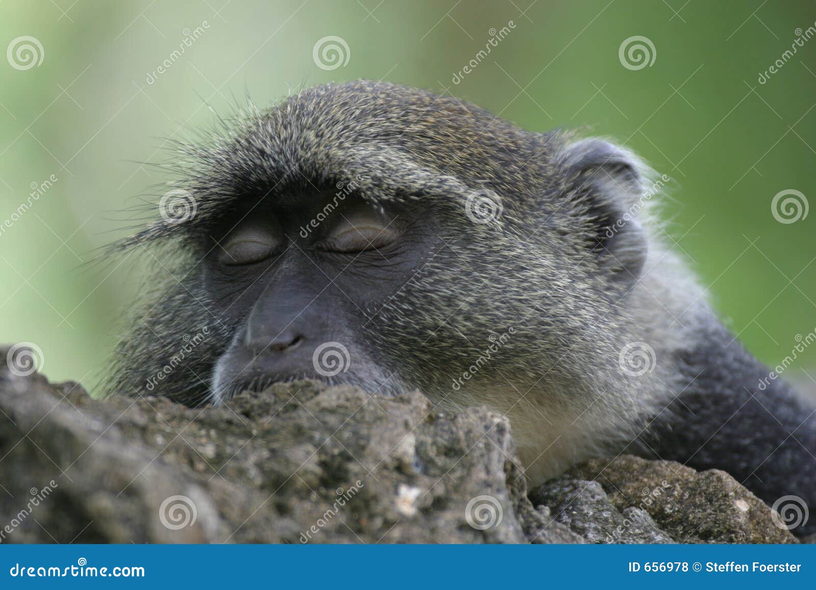 Monkey sleeping stock photo. Image of rest, sleep, africa - 656978