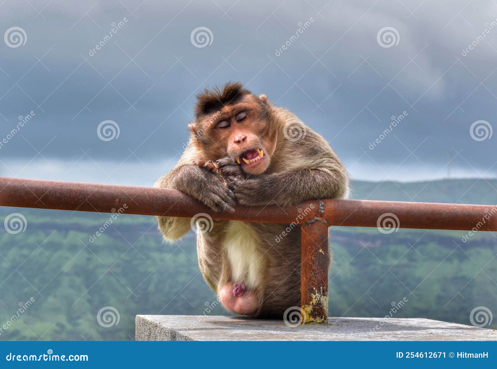 Monkey sleeping stock image. Image of asia, asian, landscape - 254612671