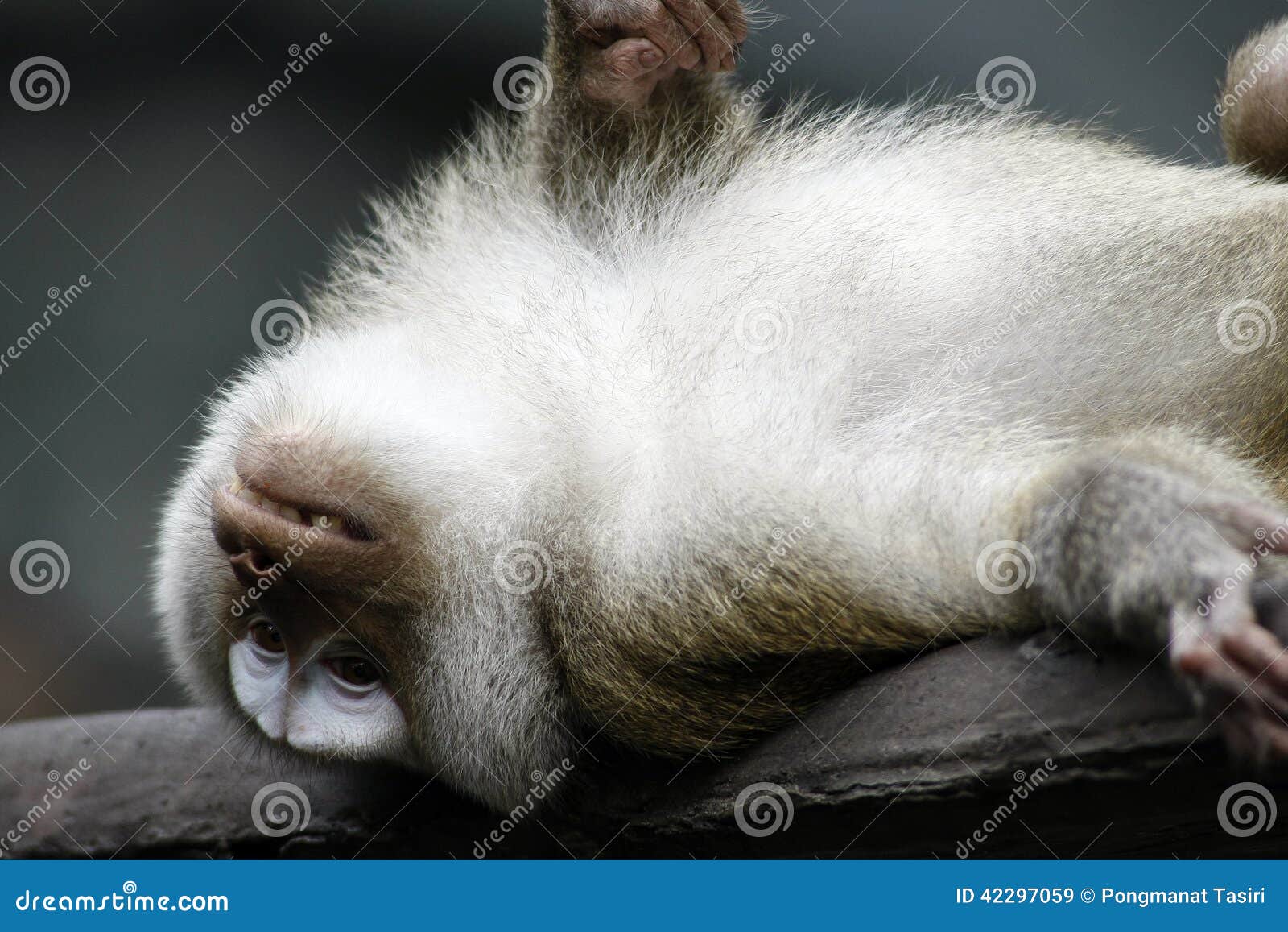 Monkey Sleeping stock image. Image of friendship, mammal - 42297059