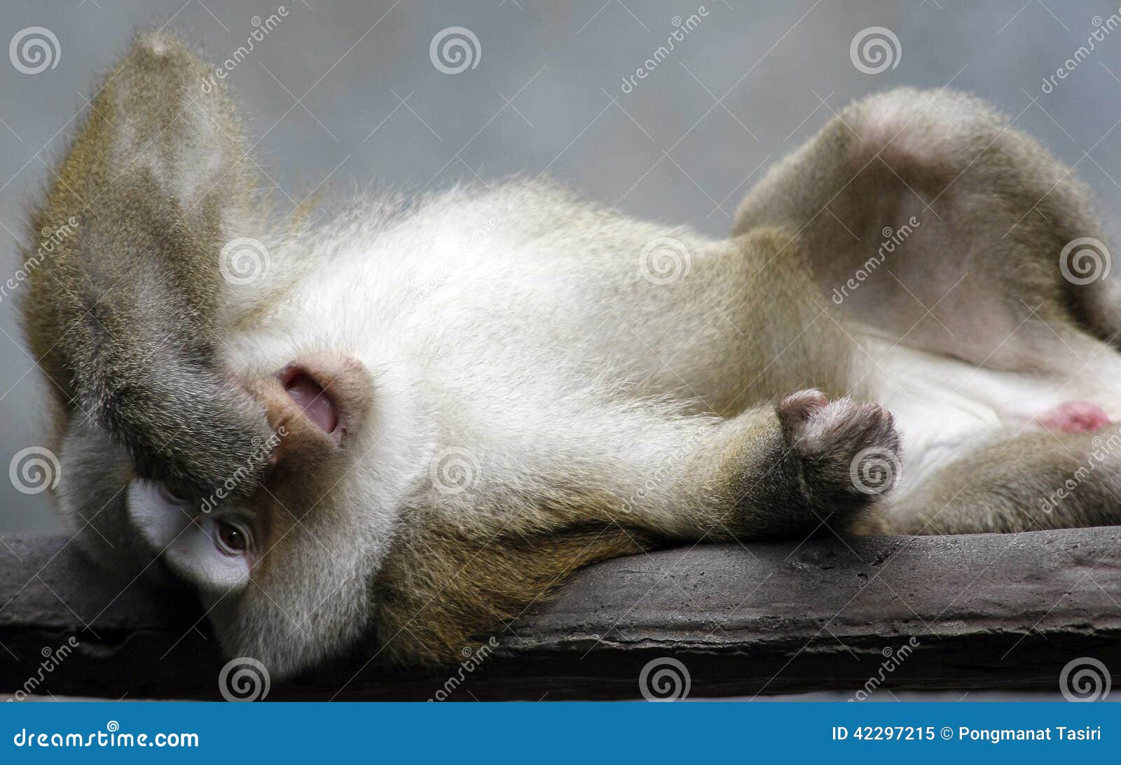Monkey Sleeping stock image. Image of small, creature - 42297215