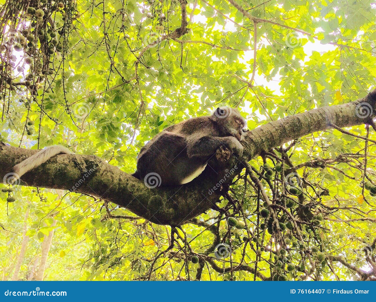 A Monkey Sleeping in the Forest Stock Image - Image of monkey, forest ...
