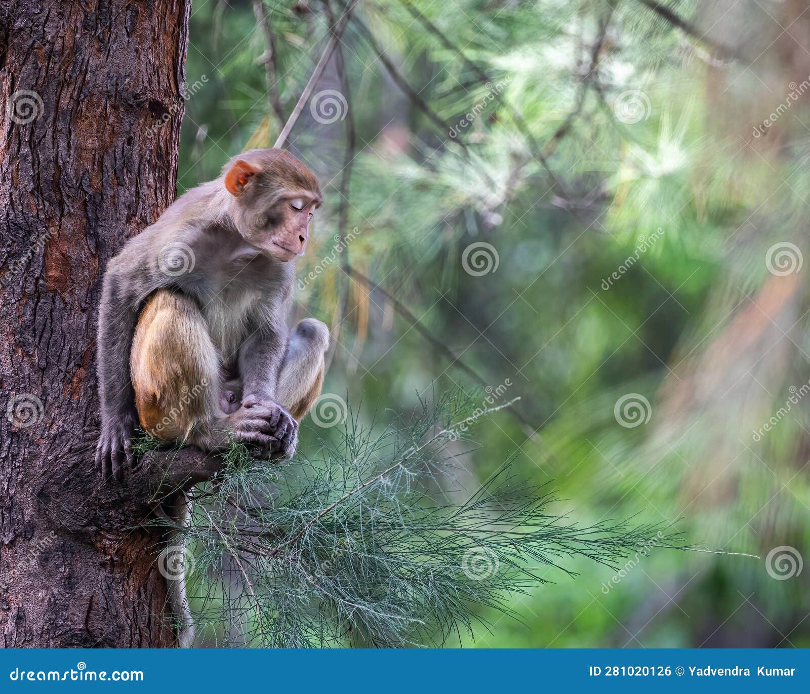 A monkey sleeping stock photo. Image of garden, monkey - 281020126