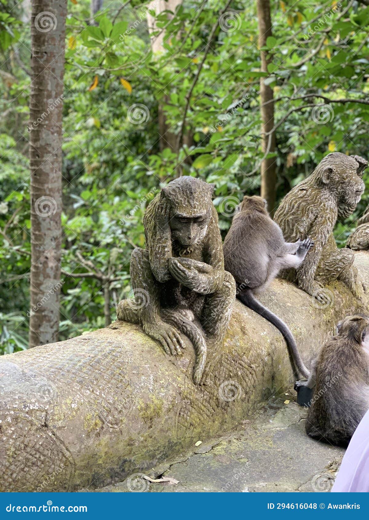 Monkey sleeping stock photo. Image of rocks, monkey - 294616048