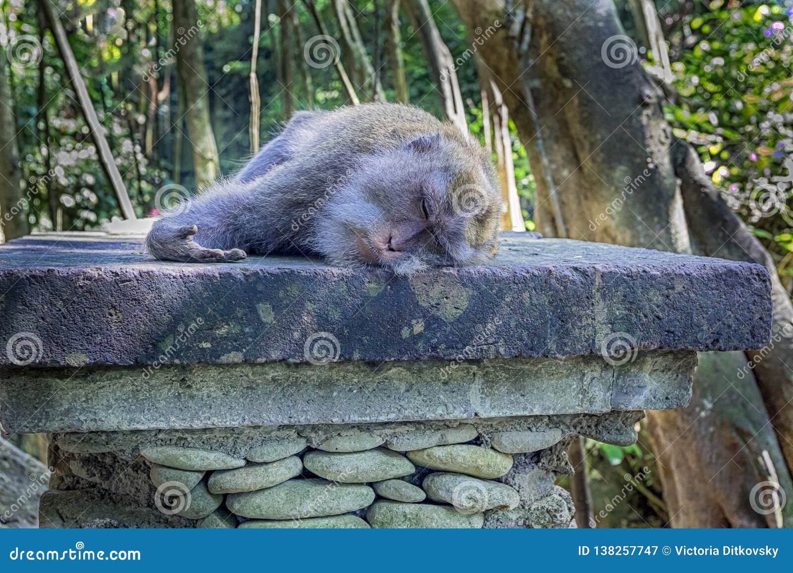 Monkey Sleeping on a Stone Pillar Stock Image - Image of destination ...