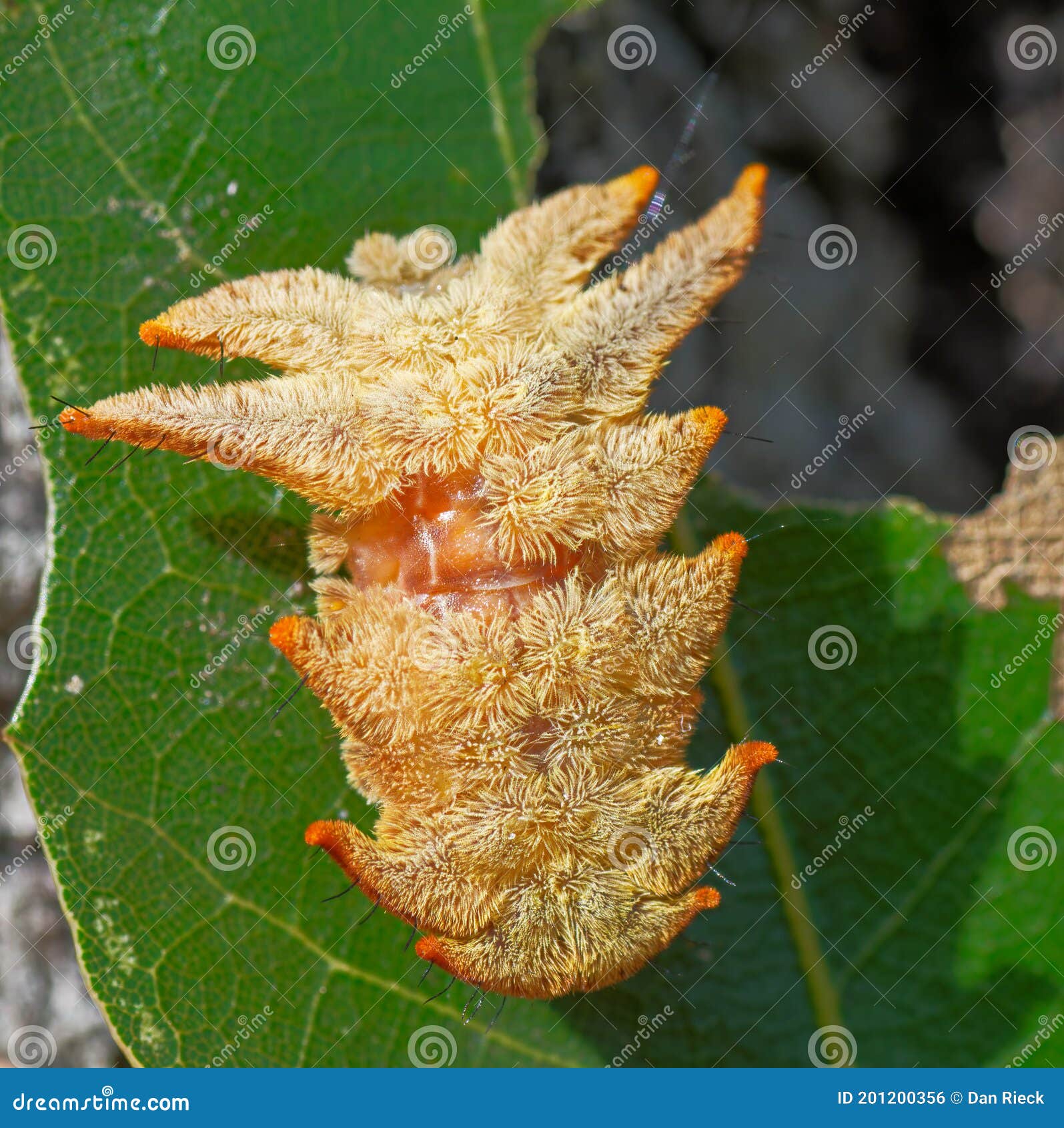 Monkey Slug Caterpillar of Hag Moth Stock Photo - Image of monkey, slug ...