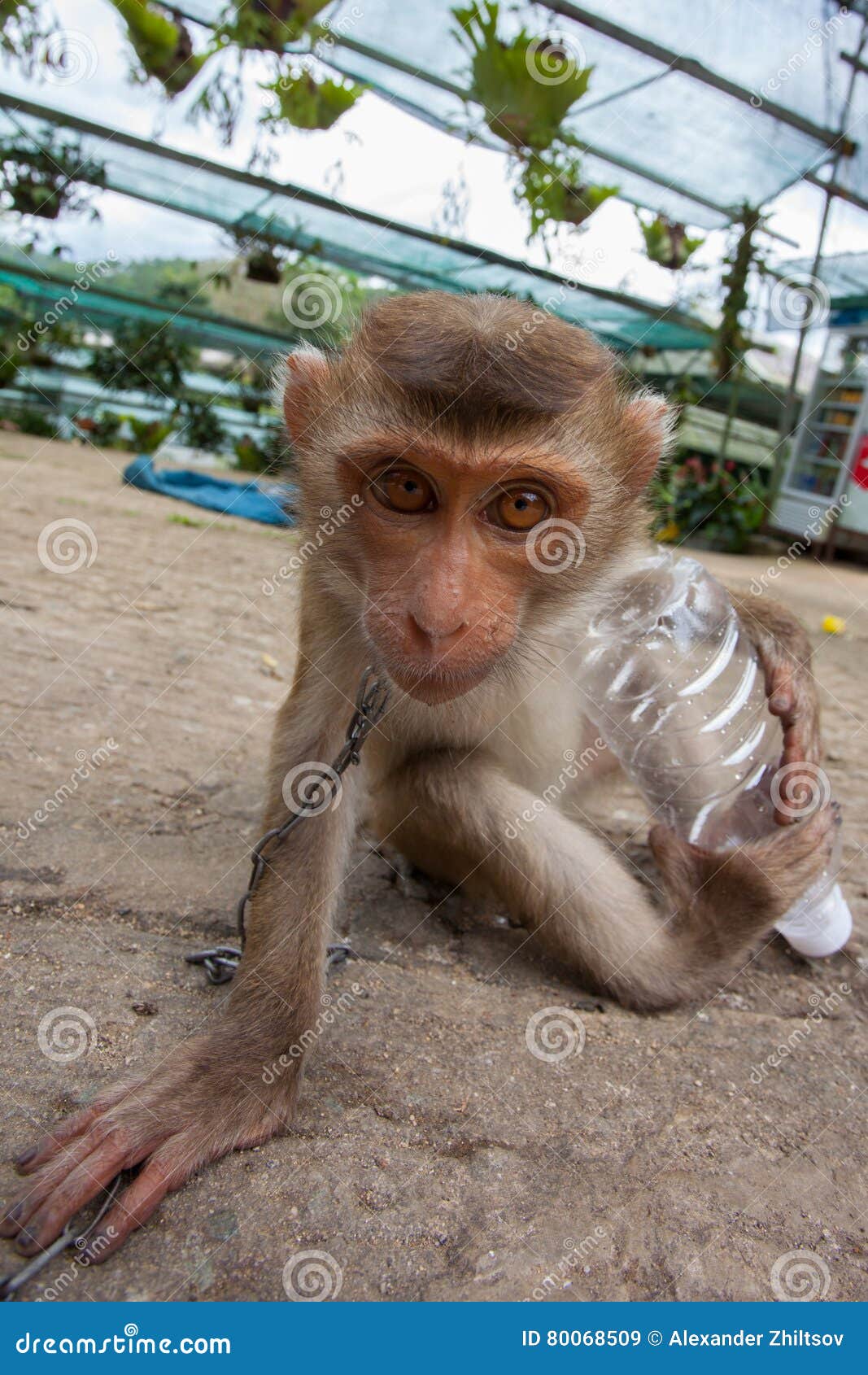Monkey stock image. Image of baby, portrait, wild, chain - 80068509