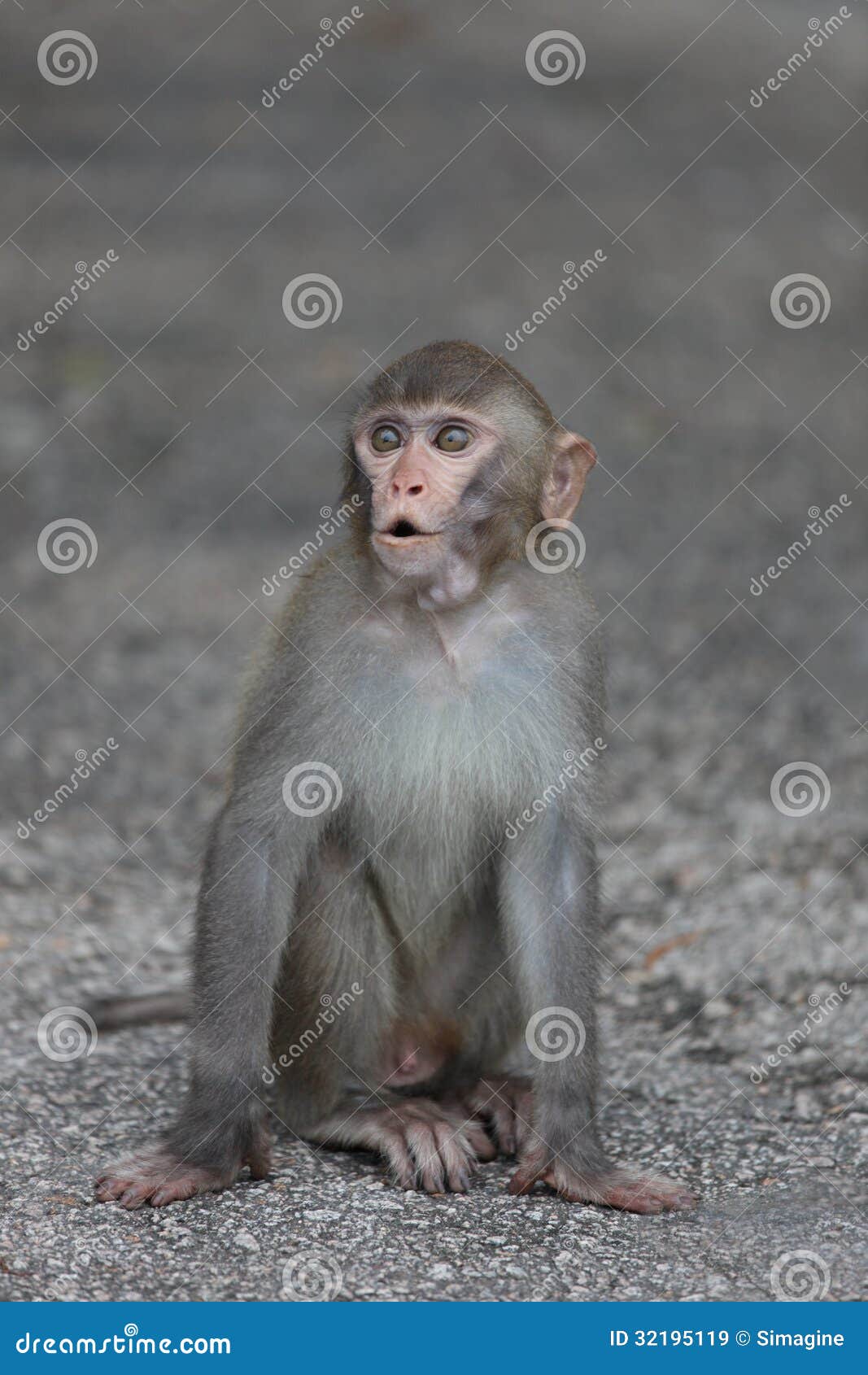 Monkey stock image. Image of monkey, nose, mammal, stand - 32195119