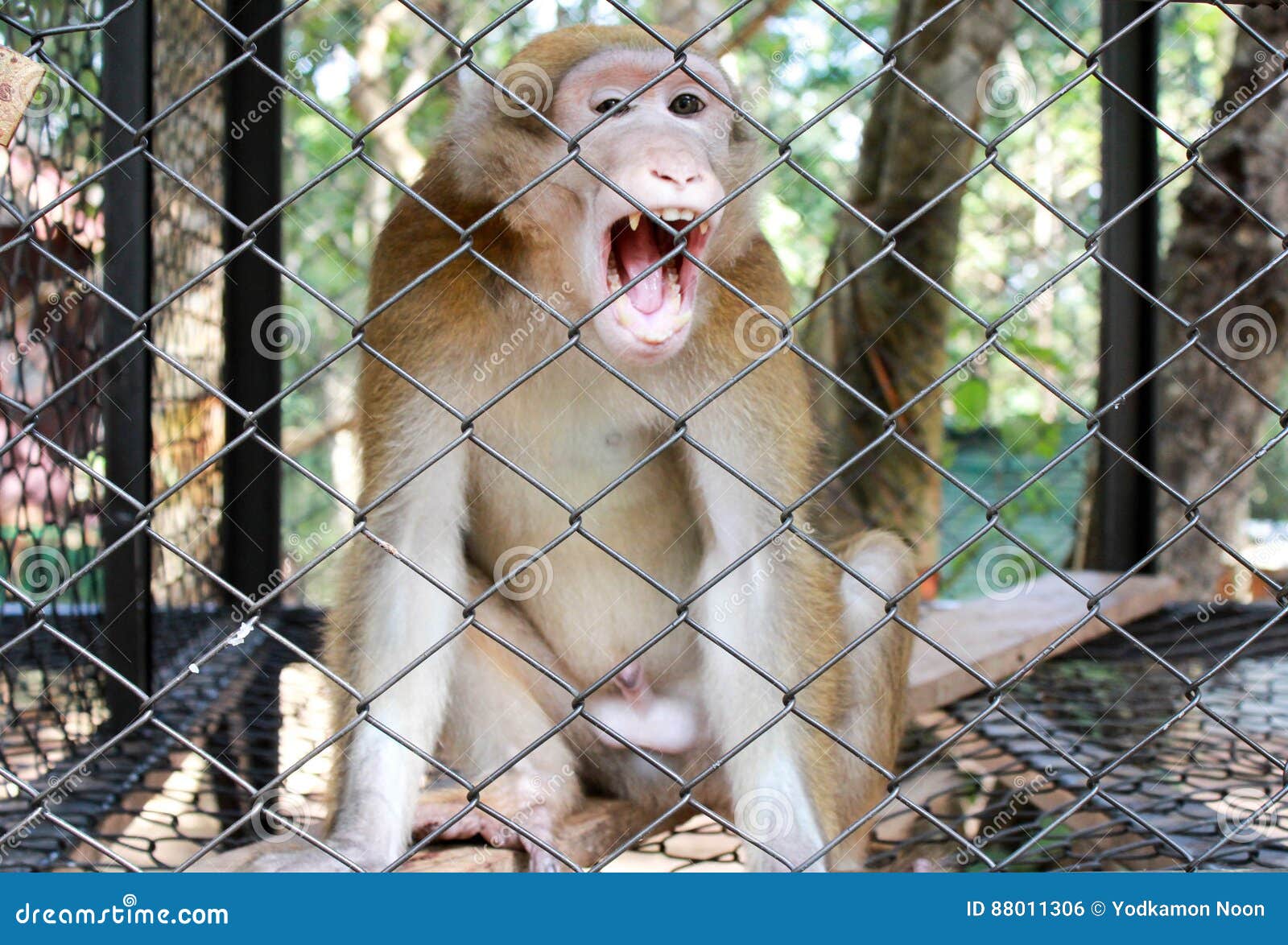 Monkey stock photo. Image of elegance, geometrical, decoration - 88011306