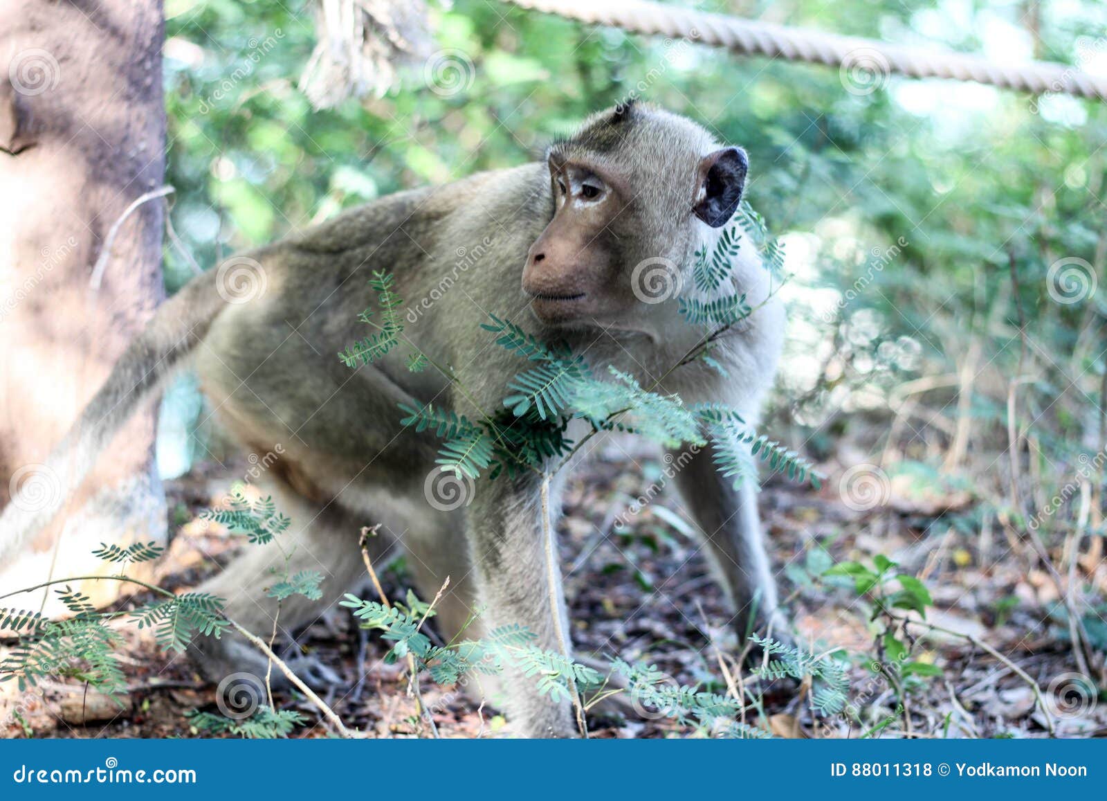 Monkey stock photo. Image of geometric, abstract, decoration - 88011318