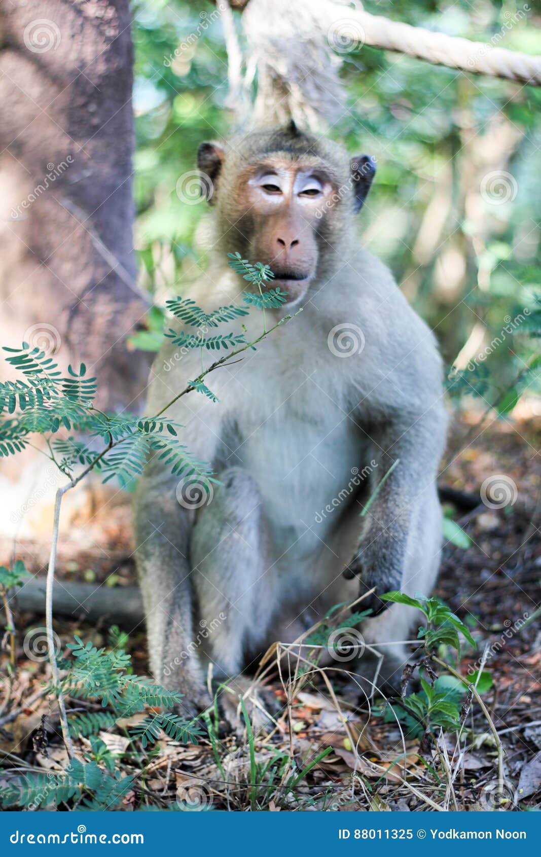Monkey stock image. Image of computer, element, color - 88011325