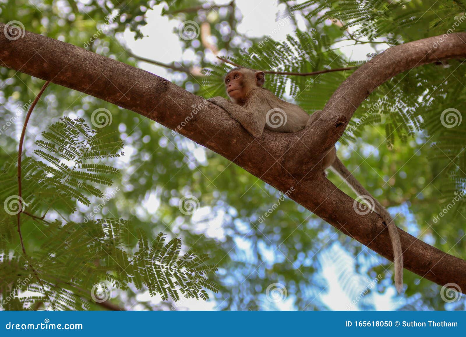 Monkey Smile Sitting on the Tree Stock Photo - Image of hand, macaque ...