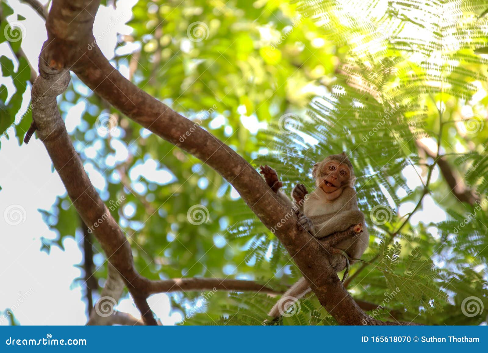 Monkey Smile Sitting on the Tree Stump Stock Photo - Image of outdoor ...