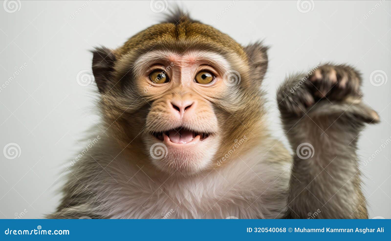 Monkey Smiles and Waves His Paw on a White Background. Stock ...