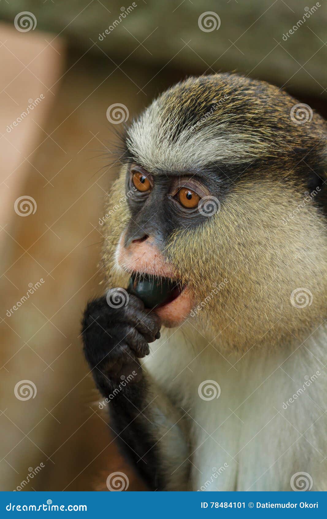 Monkey, snacking stock image. Image of focusing, nigeria - 78484101