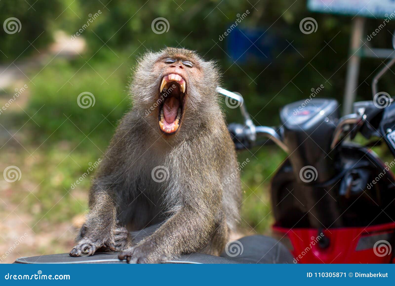 Monkey Snarled Sitting on a Motorbike. Nature. Stock Image - Image of ...