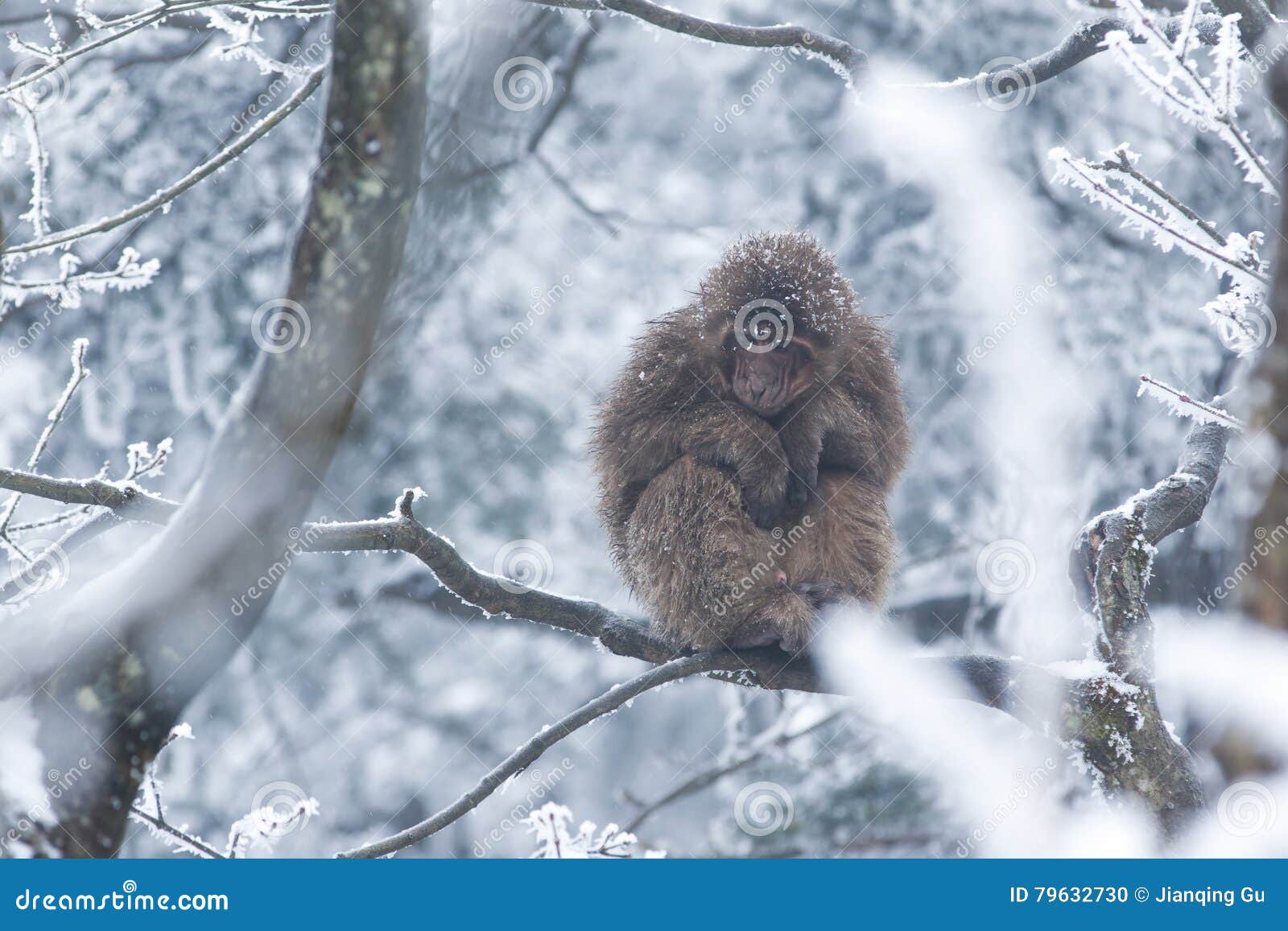 Monkey in snow stock photo. Image of nature, winter, cold - 79632730