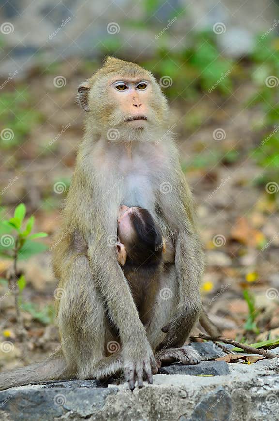 Monkey and son stock image. Image of protect, love, mammals - 32140565