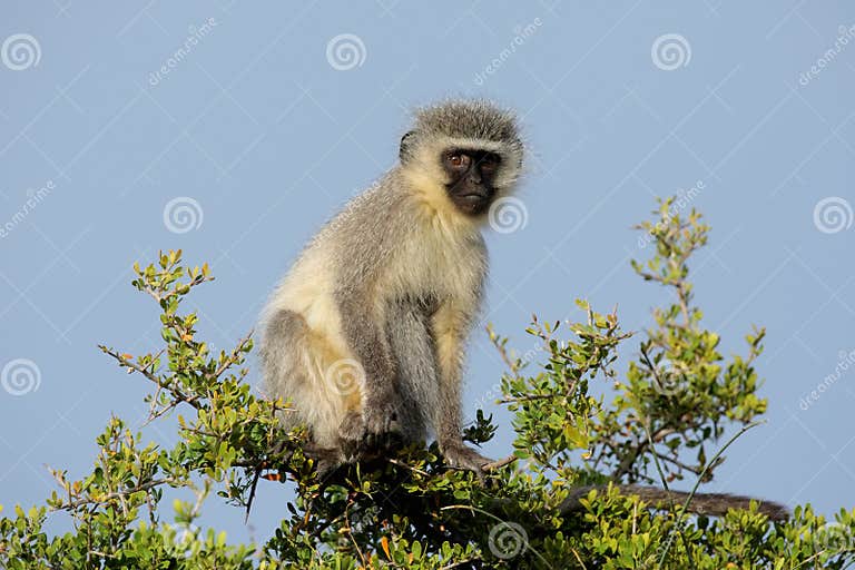 Monkey, South Africa stock image. Image of creature, safari - 9847013
