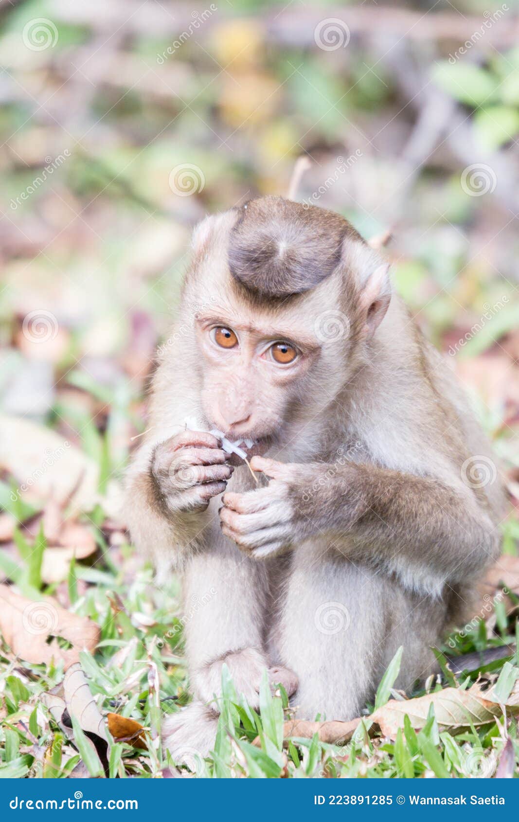 18 types of monkeys that live in thailand! _ monkey in thailand – PBFF