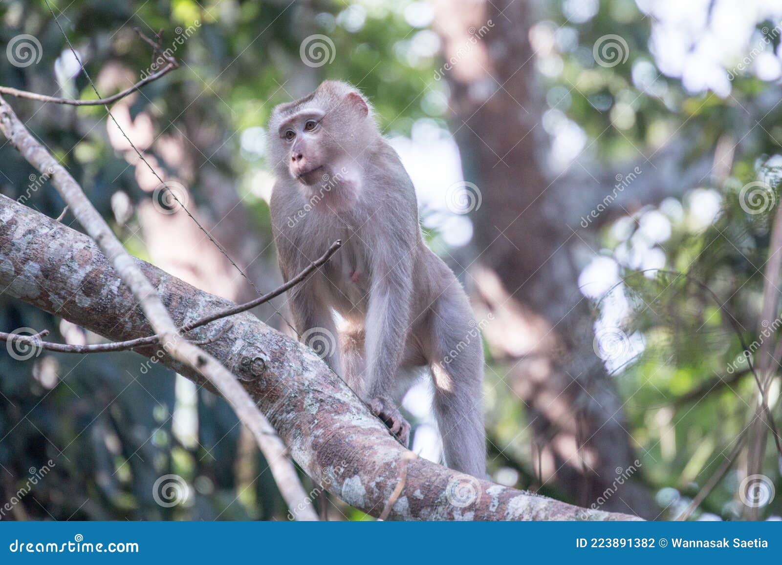 Monkey Species that Live in Thailand Stock Photo - Image of branch ...