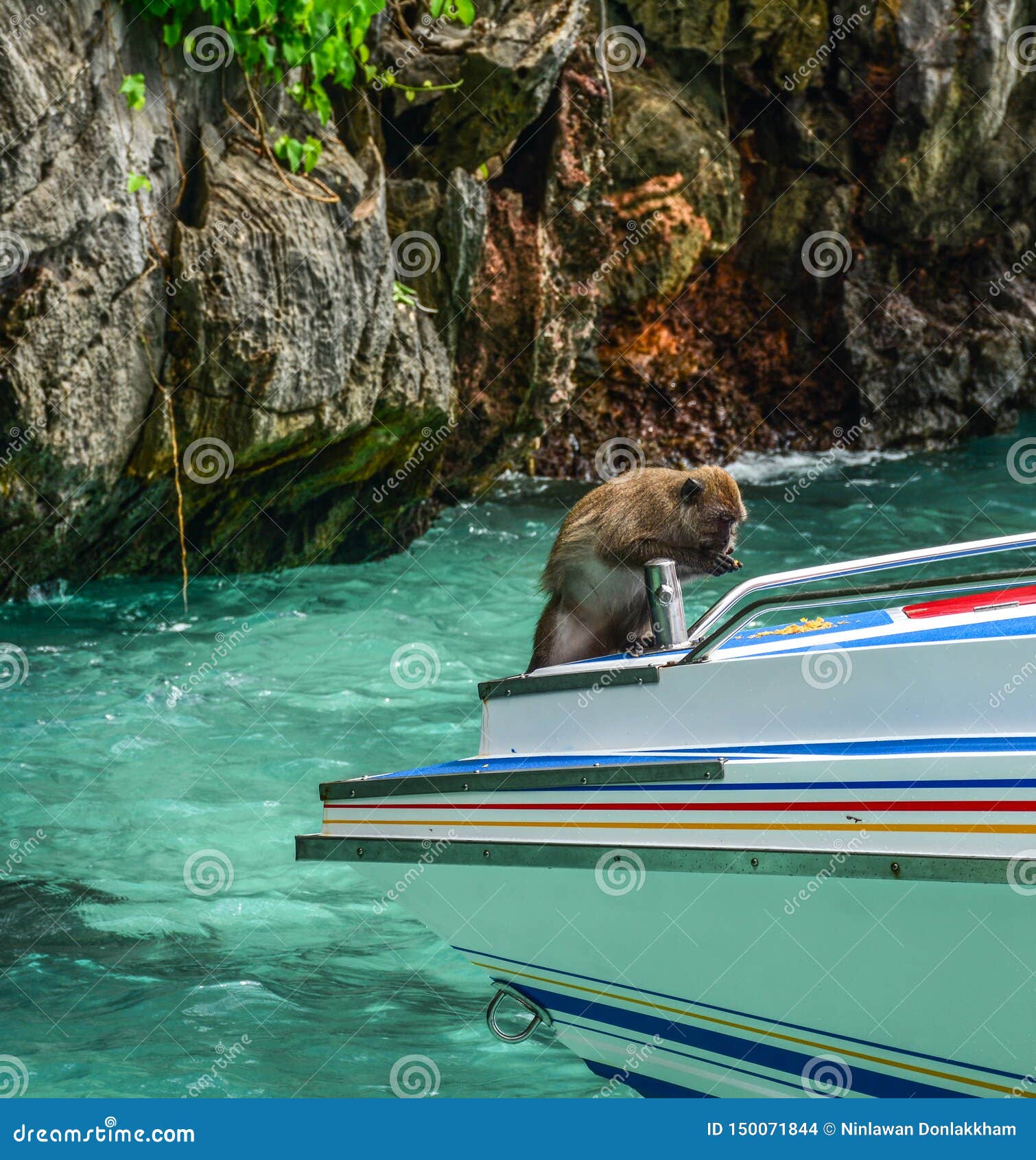 A monkey on the speedboat stock photo. Image of feline - 150071844