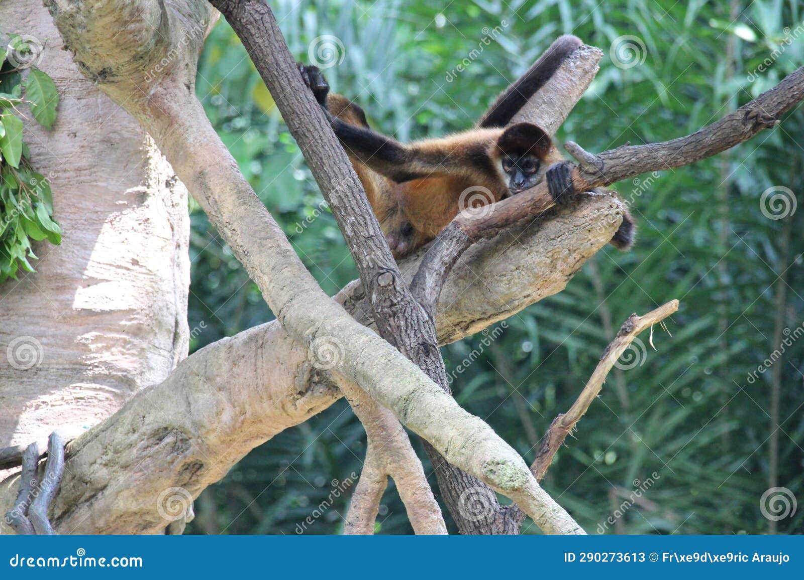 Monkey - singapore stock image. Image of asian, animal - 290273613