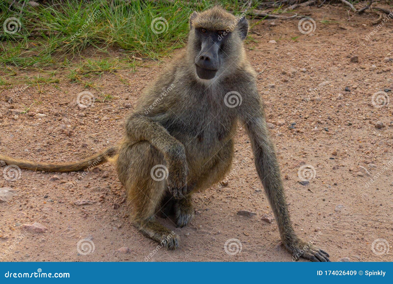 Monkey Spotted in the Amboseli National Park Stock Image - Image of ...
