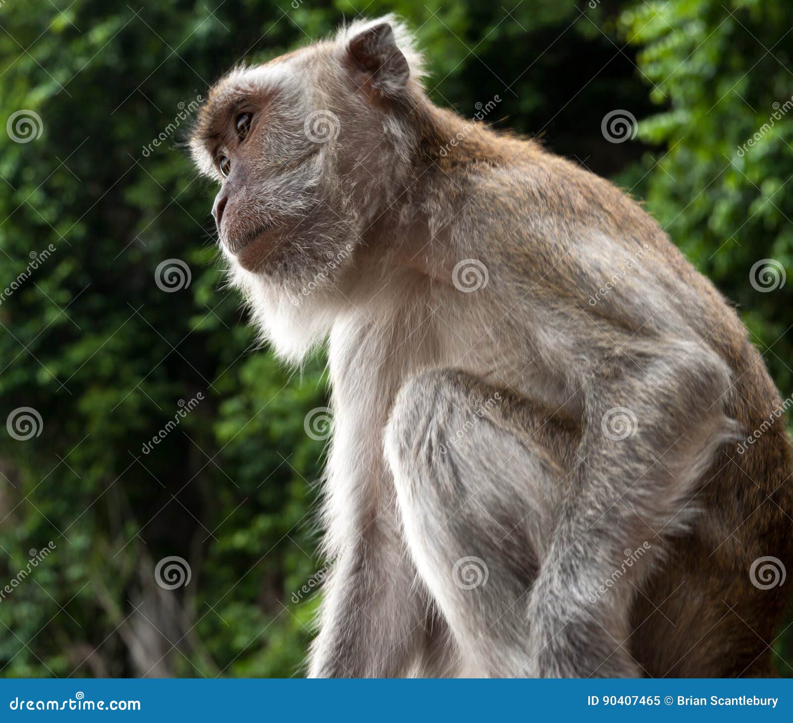 Monkey squatting on post stock image. Image of monkeys - 90407465