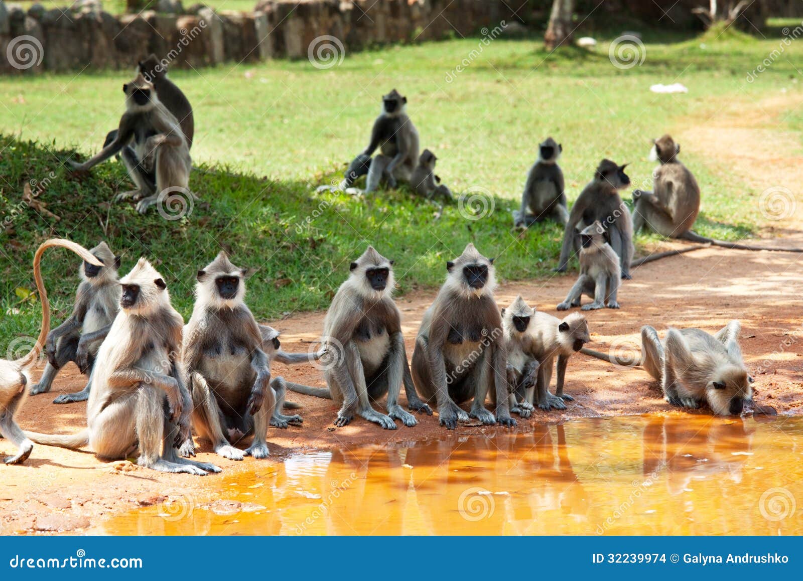 Monkey on Sri Lanka stock photo. Image of family, green - 32239974