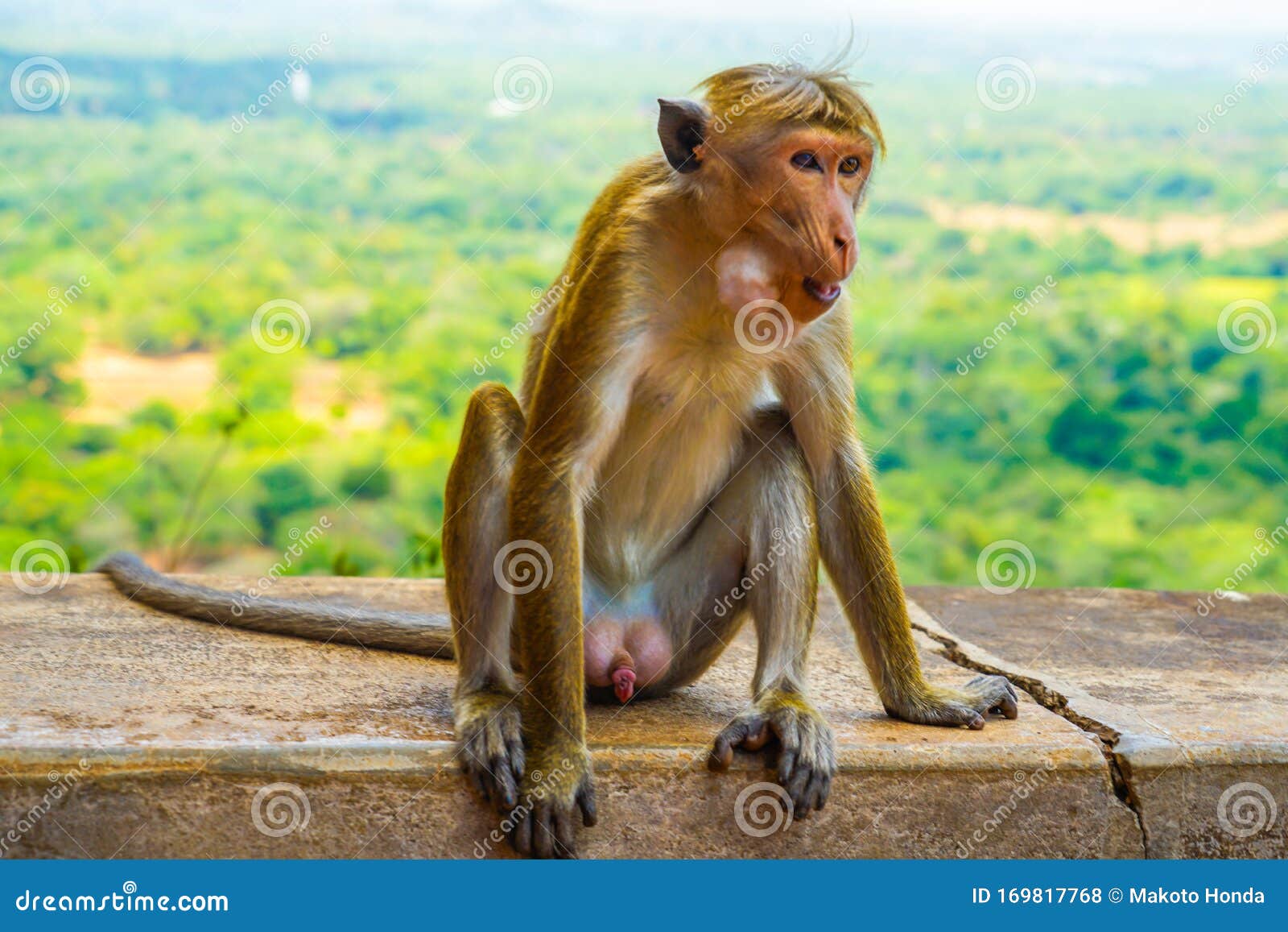 Monkey Sri Lanka Sigiriya Rock Stock Photo - Image of landscape, shigiria: 169817768