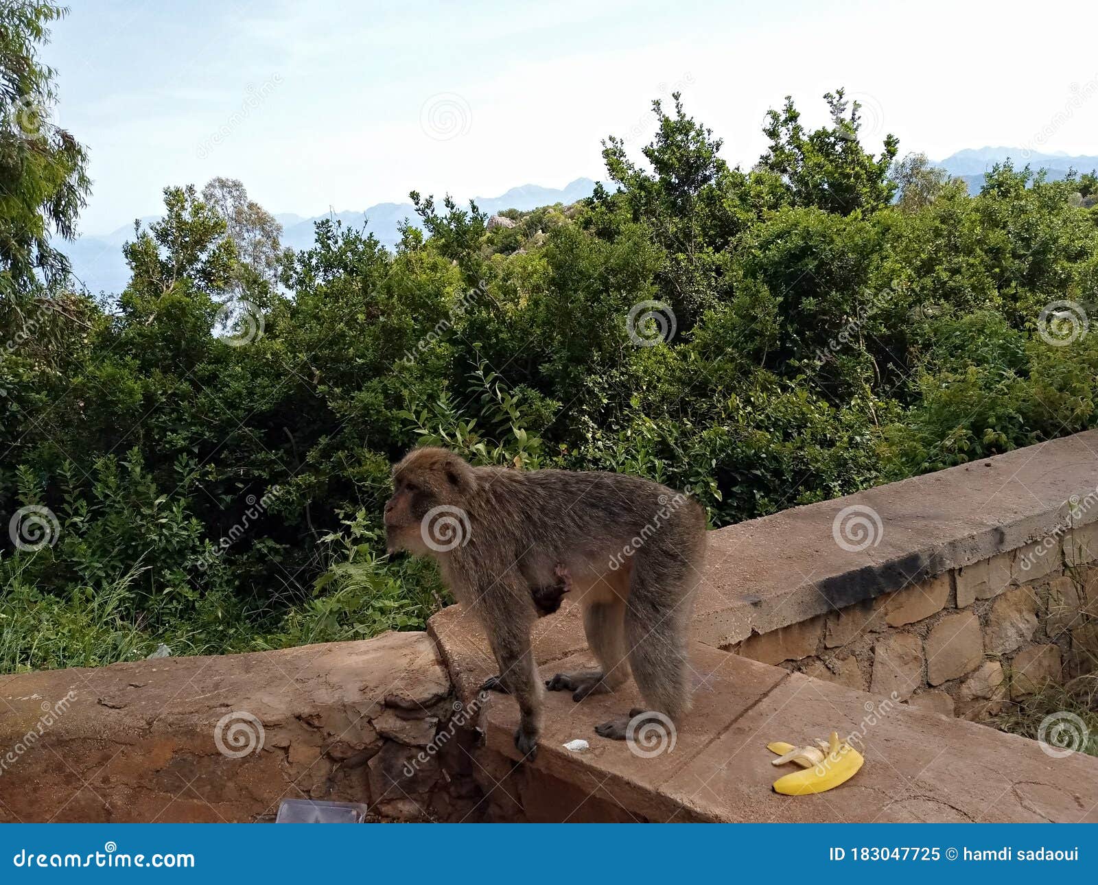 Monkey Stand Up Forest Wild Stock Image - Image of nature, stand: 183047725
