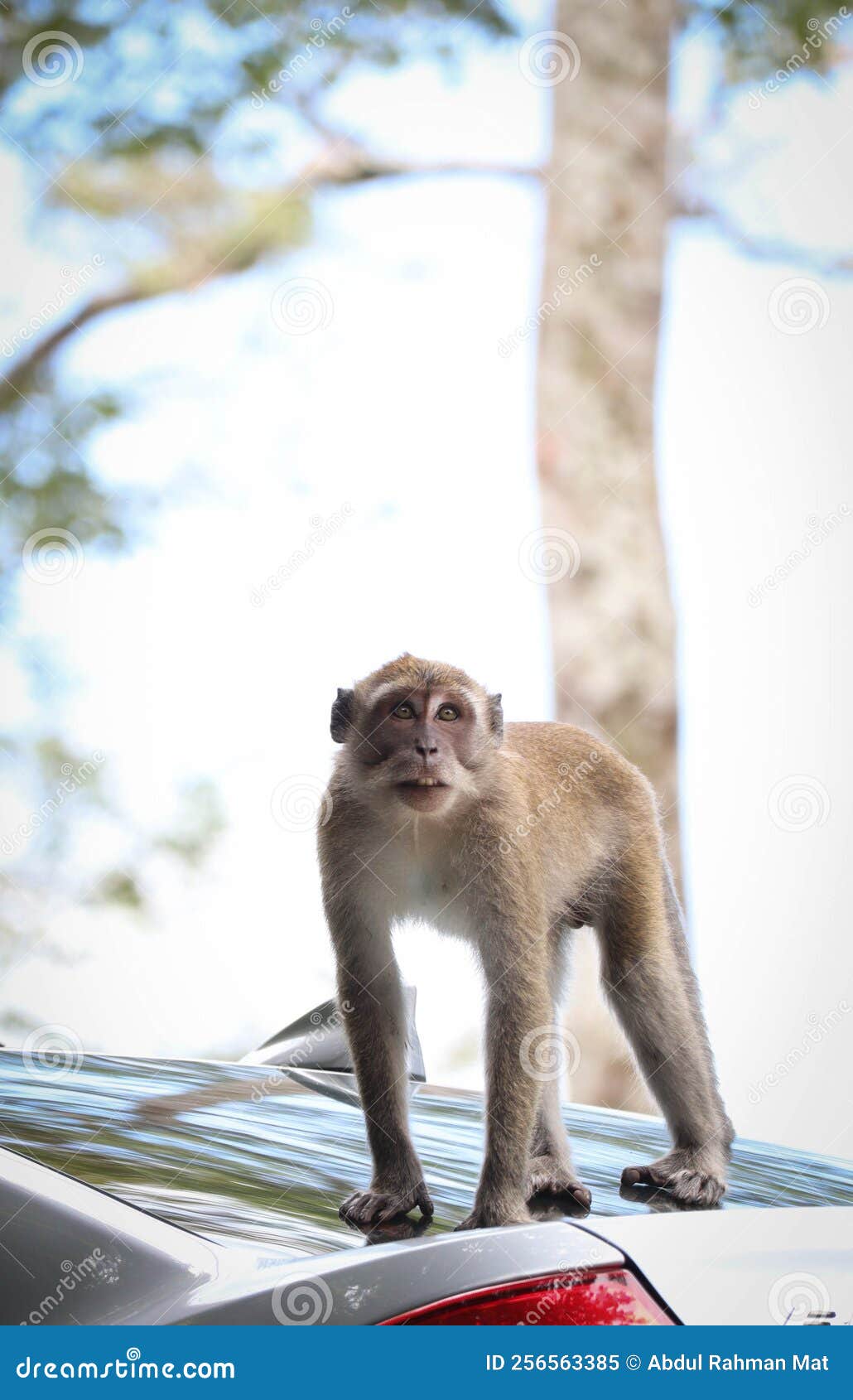 Funny Cat Looks Unfriendly, Feel Disturbed By People Appearance Stock ...