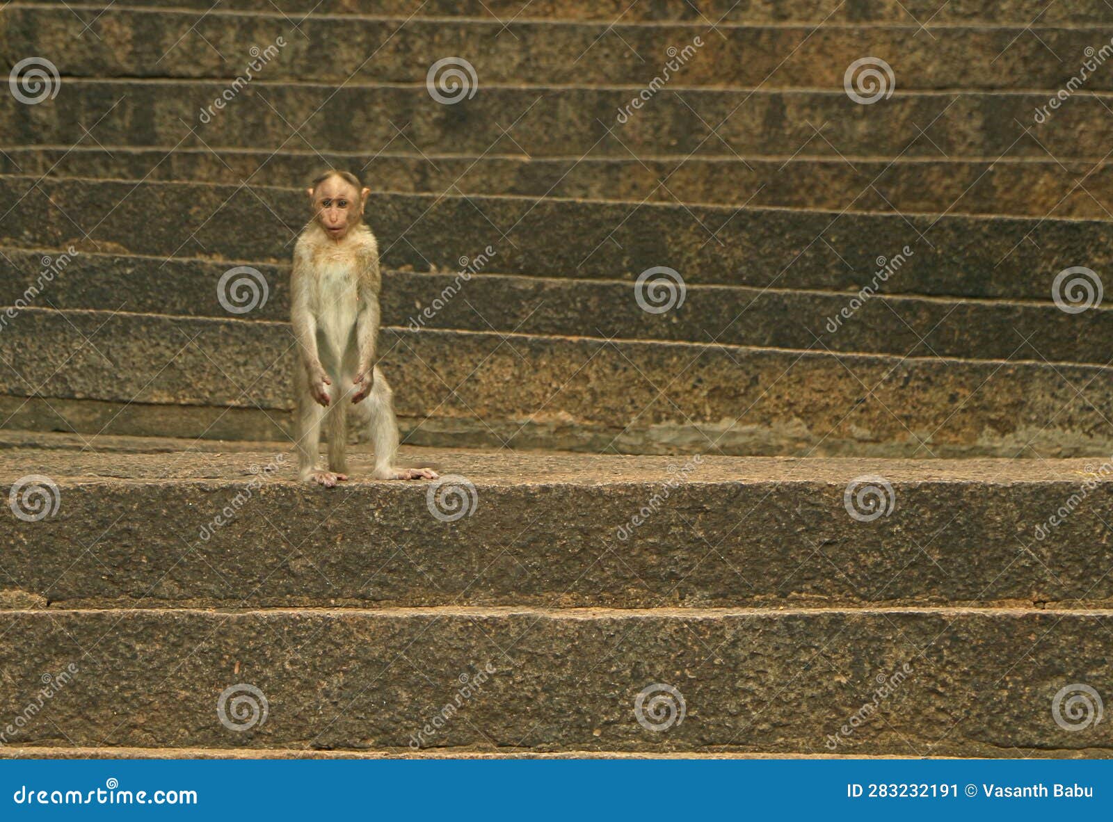 Monkey Standing Like a Human. Stock Image - Image of monkey, flooring ...