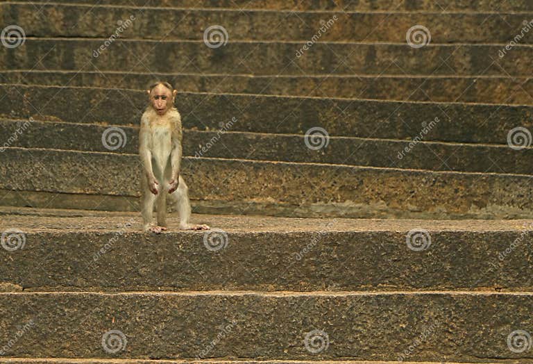 Monkey Standing Like a Human. Stock Image - Image of monkey, flooring ...