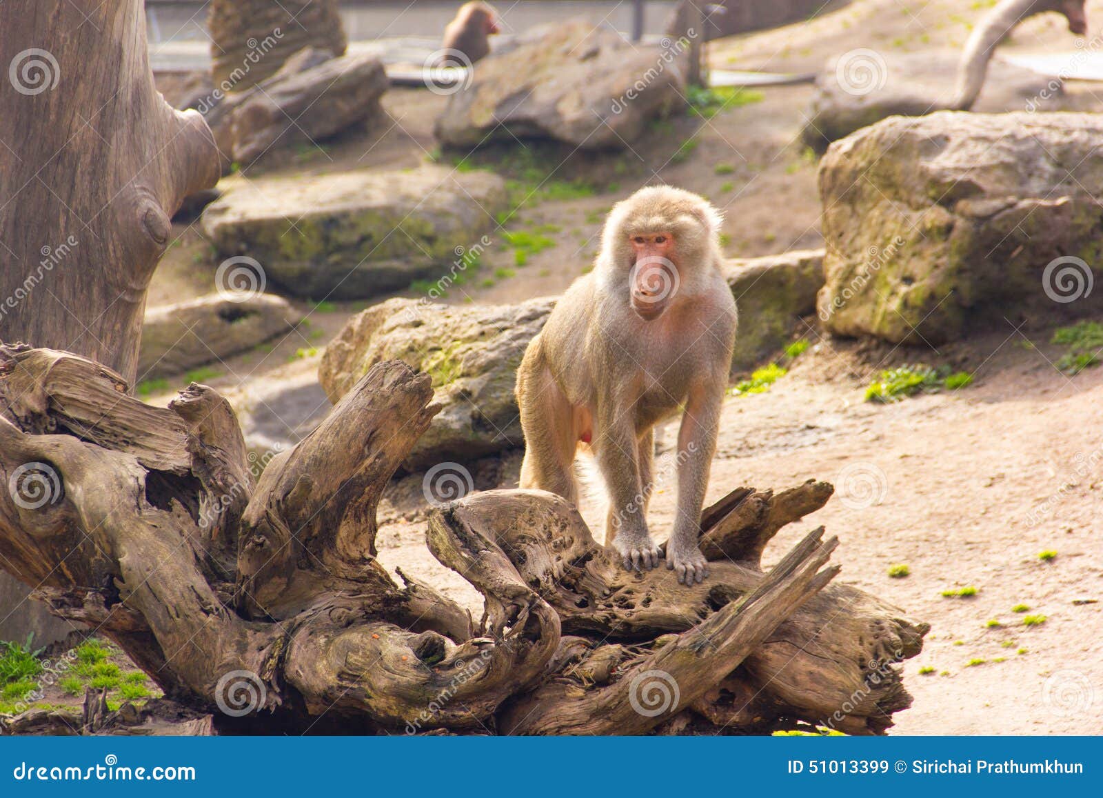Monkey standing stock image. Image of view, green, wild - 51013399