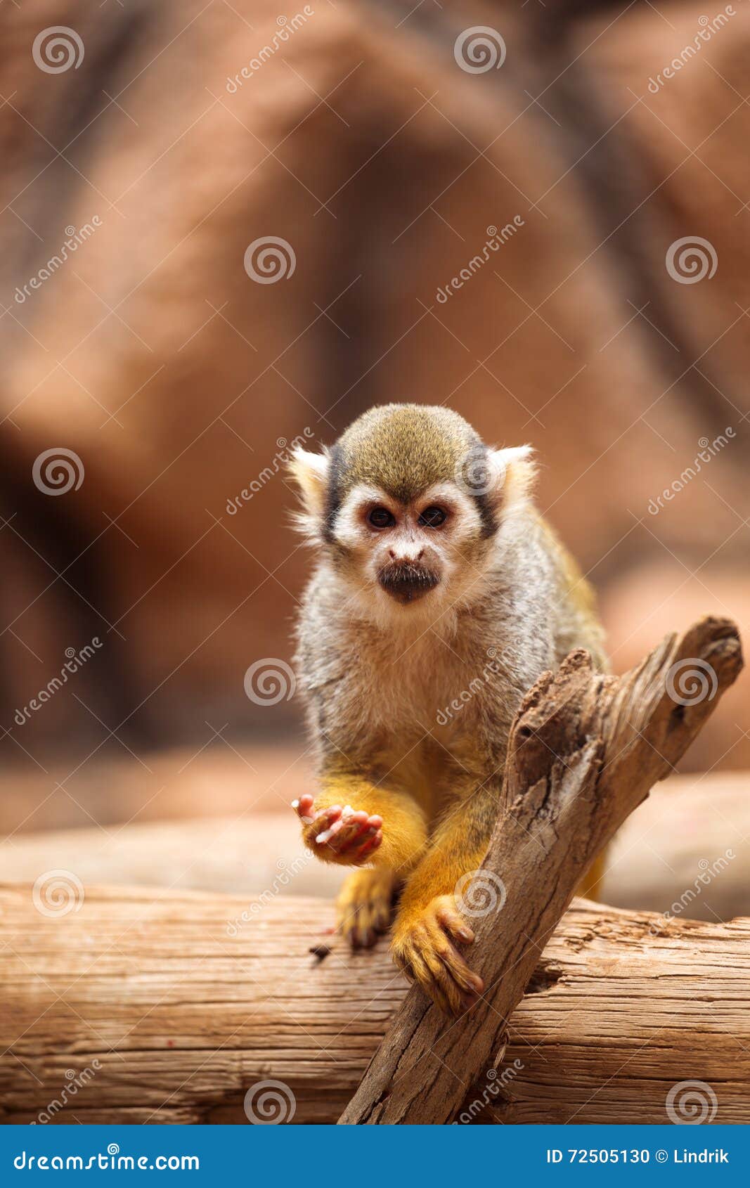 Monkey standing on a tree stock photo. Image of life - 72505130