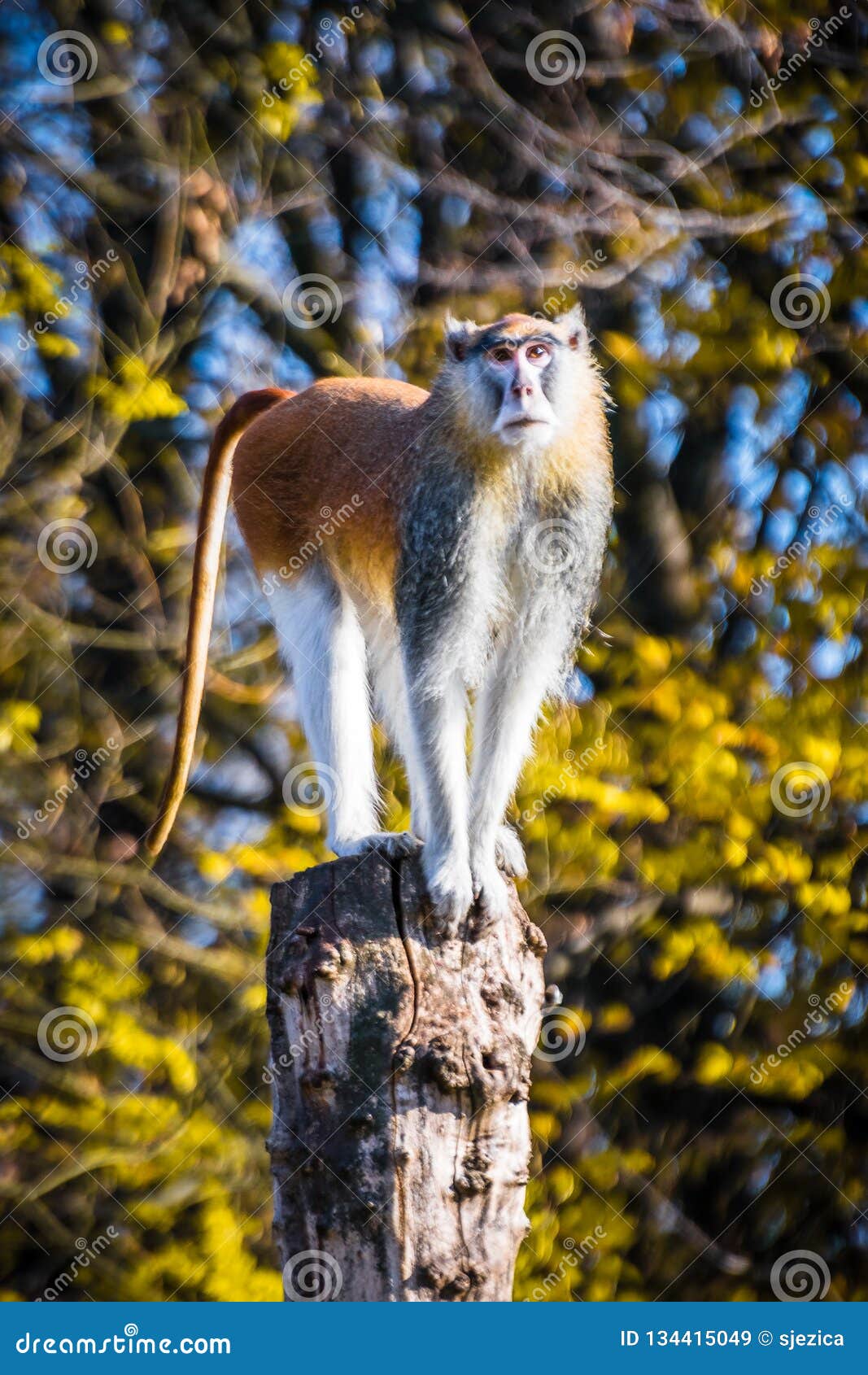 Monkey Wood Carving Stock Photography | CartoonDealer.com #176806910