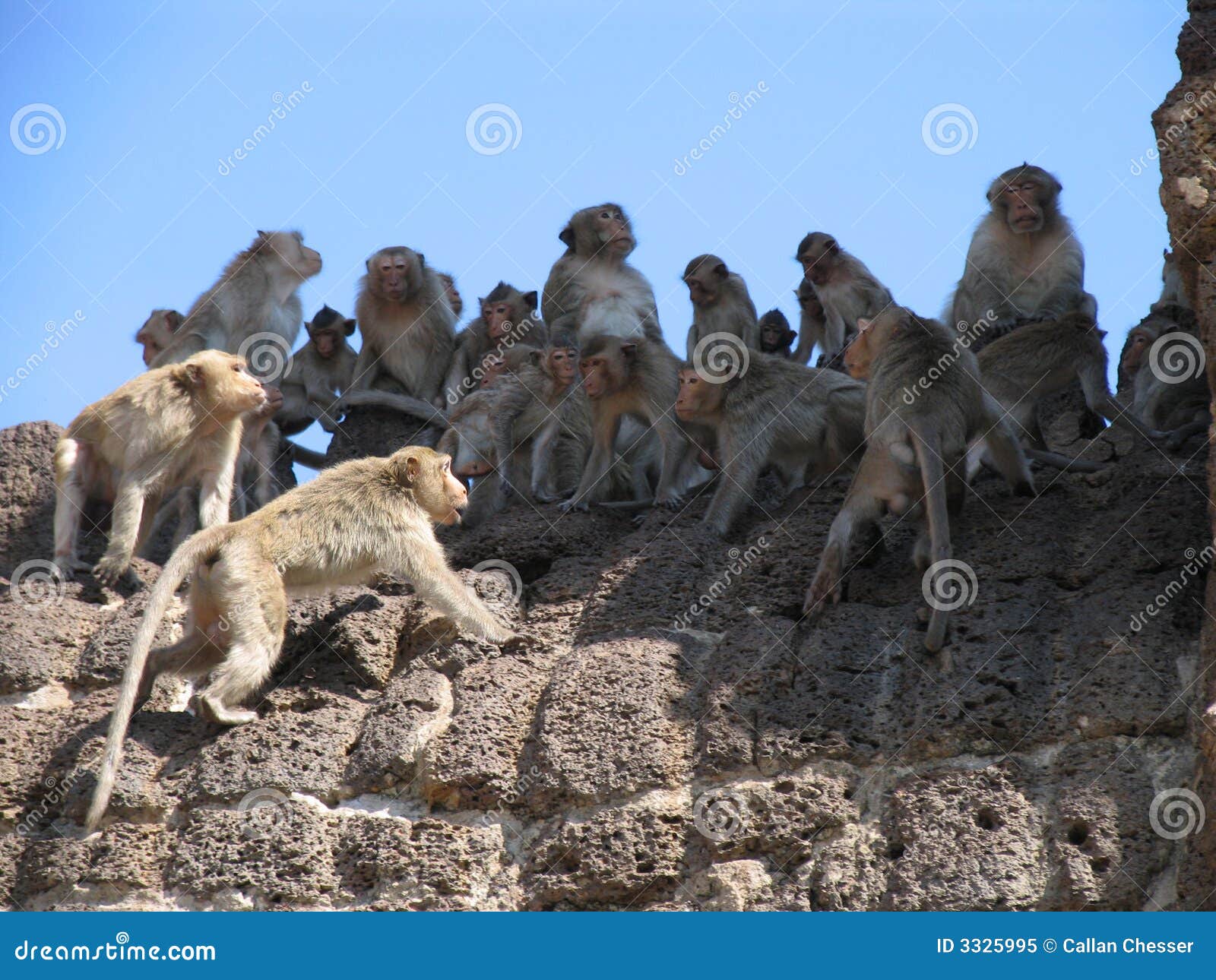 Monkeys Argue Photos - Free & Royalty-Free Stock Photos from Dreamstime