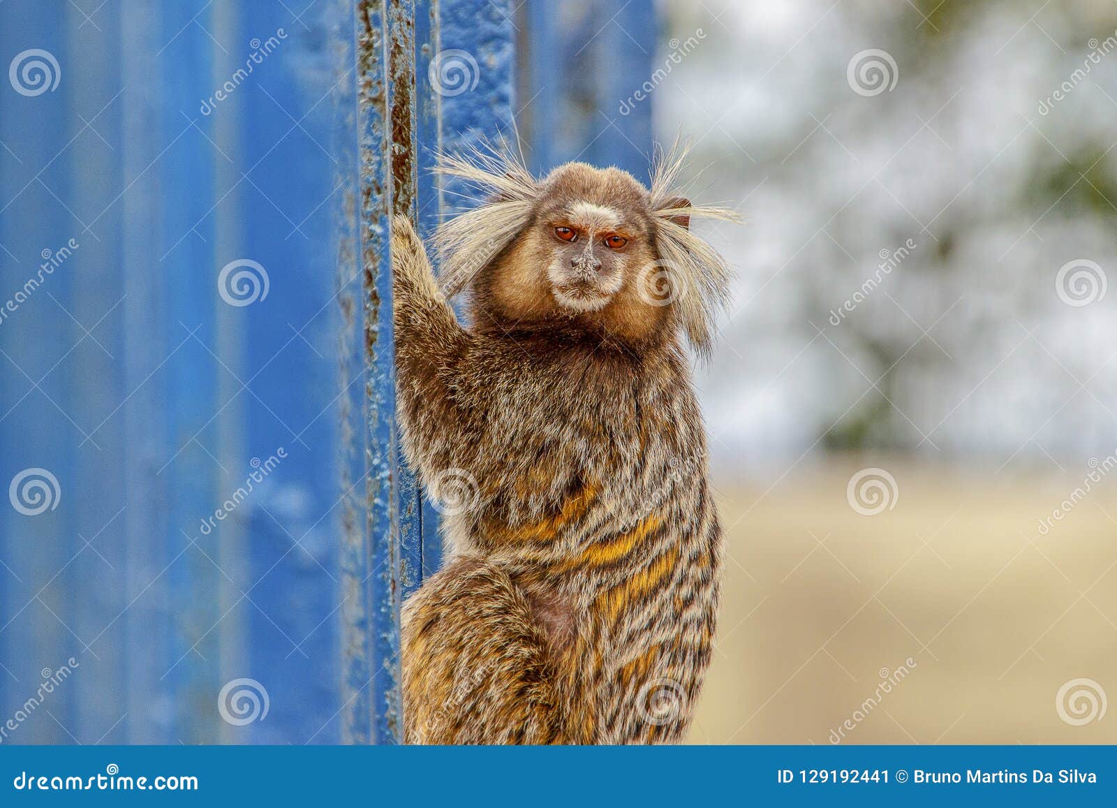 Monkey Star Most Common Species of Monkey Stock Image - Image of monkey ...