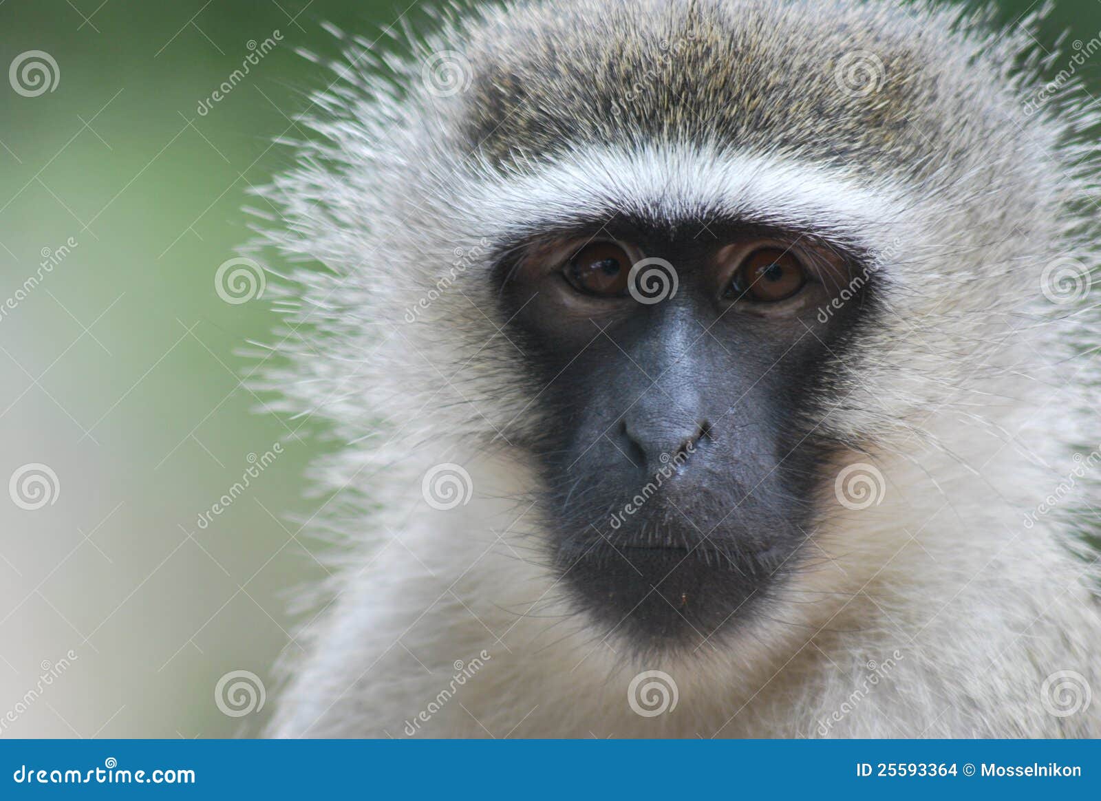 Monkey stare stock photo. Image of primate, naughty, vervet - 25593364