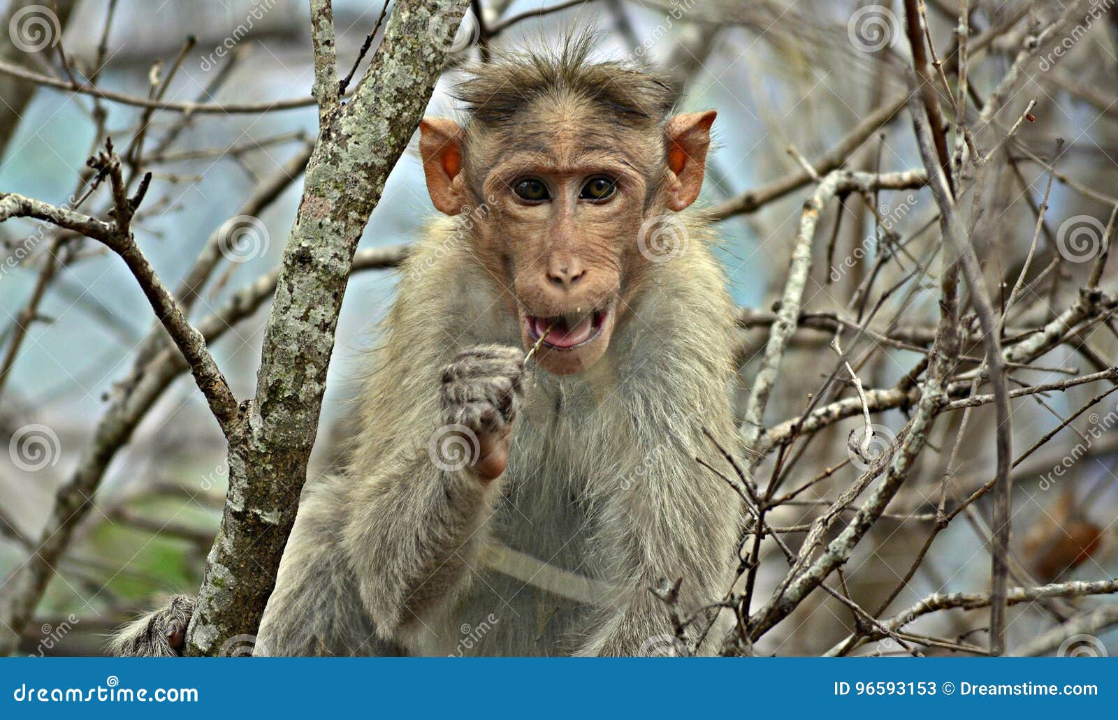 Monkey Stare stock image. Image of stare, monkey - 96593153