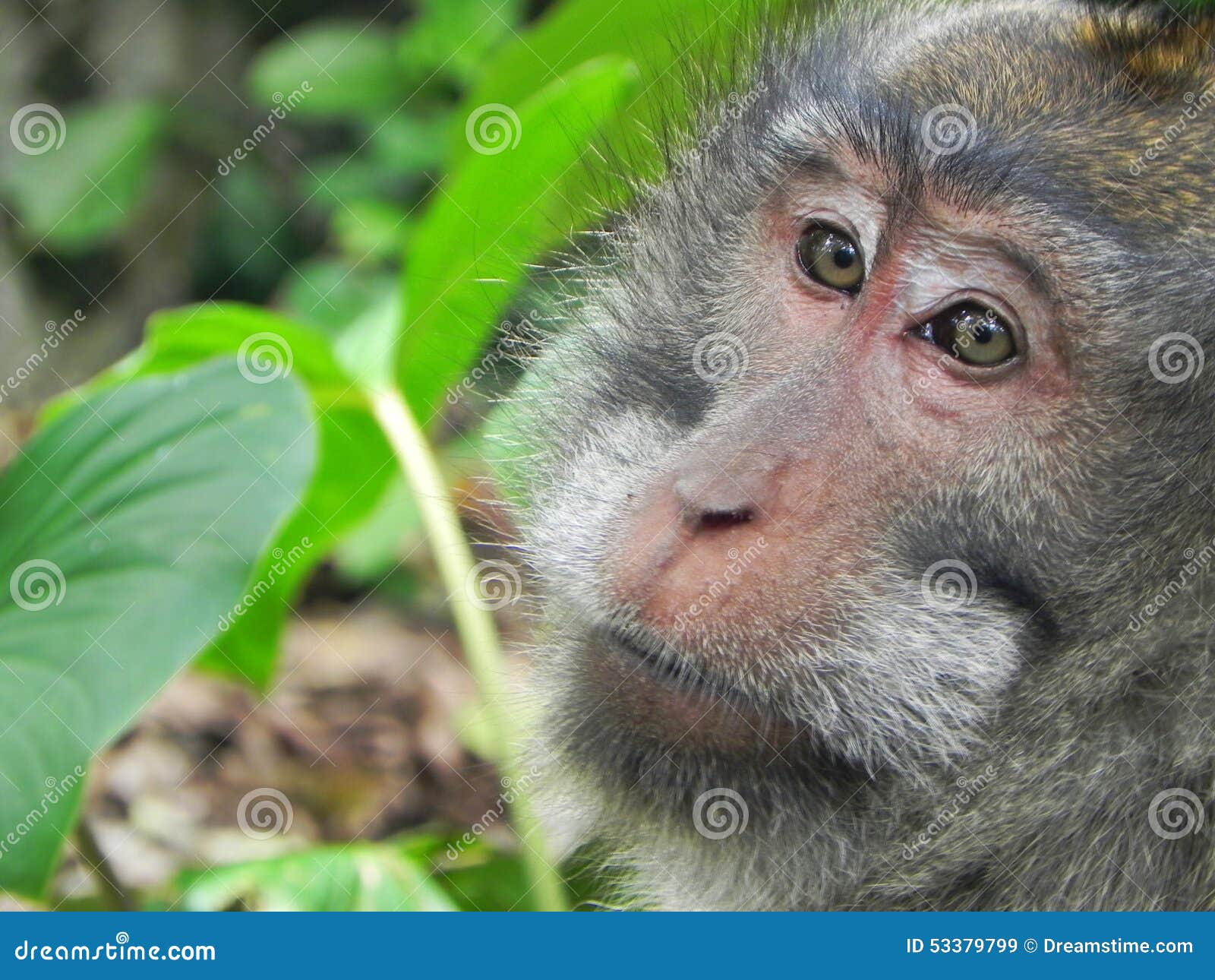 Monkey stare stock image. Image of close, indonesia, bali - 53379799