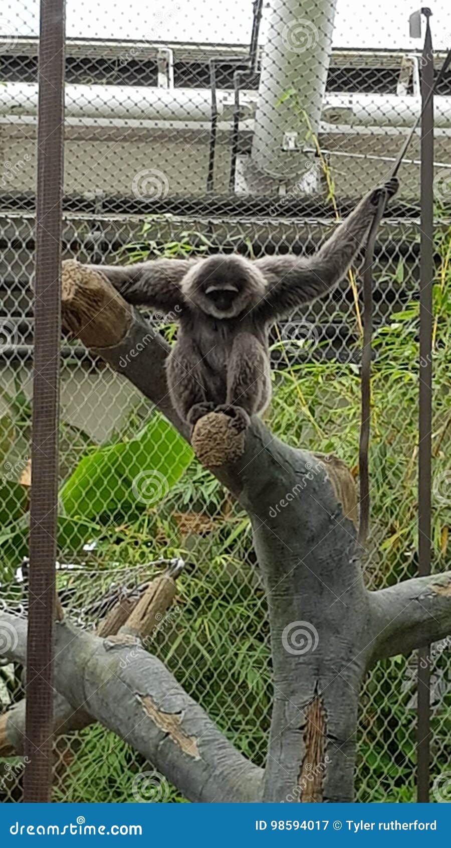 Monkey stock image. Image of grandad, stare, monkey - 98594017